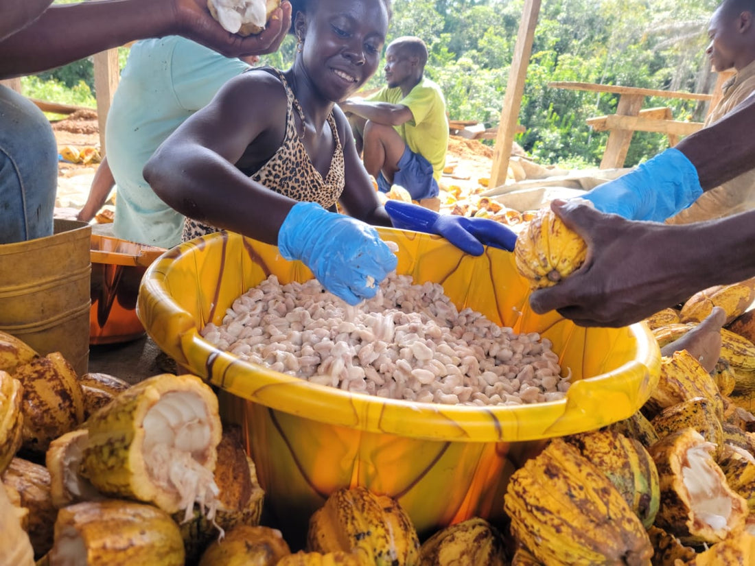 Our Cocoa Origins – Wallace Craft Chocolate